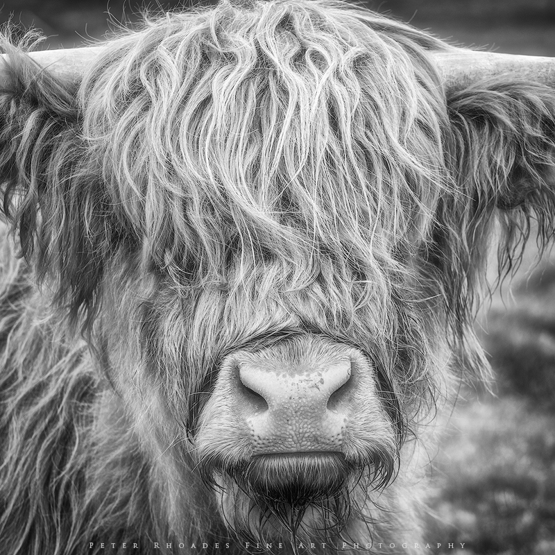 Fine Art Nature Photography by Peter Rhoades